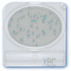 Đĩa Compact Dry Bacillus cereus | Bacillus cereus BC Nissui