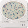 Đĩa Compact Dry Ecoli Coliform | Ecoli Coliform Nissui